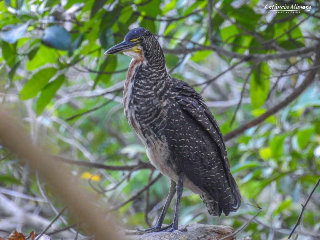 Conheça o Socó-jararaca (Tigrisoma fasciatum); nova espécie de ave ...